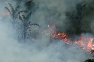 Brasile: incendi nella foresta amazzonica minacciano gli Awá ...