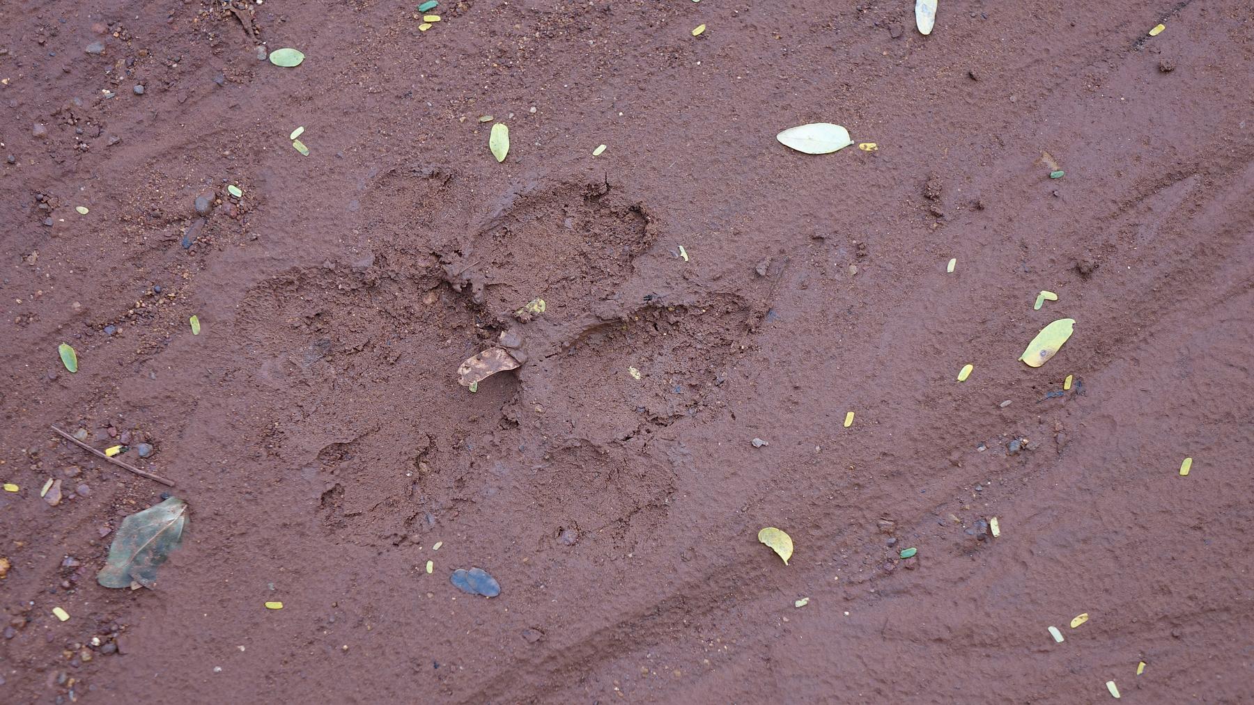 "Here we don’t need money to eat and to live. This forest is our breath ...