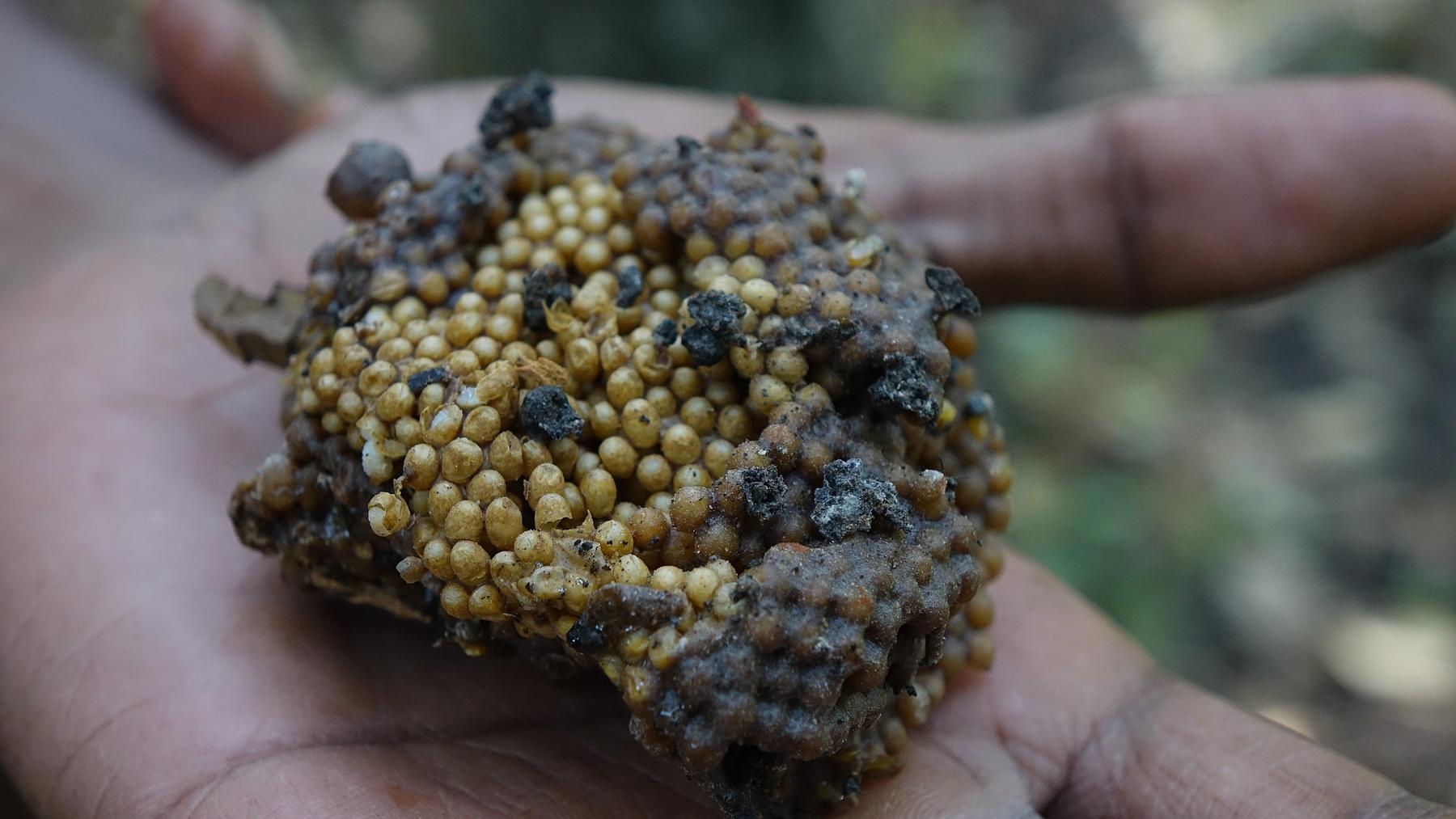 "Here we don’t need money to eat and to live. This forest is our breath ...