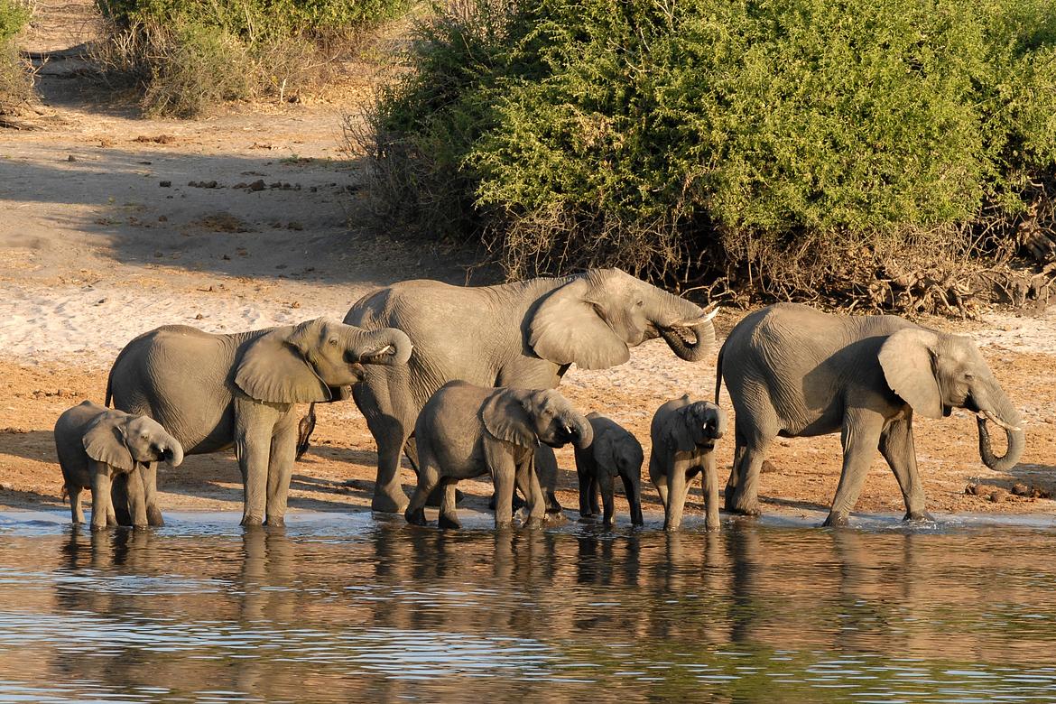 BBC report of 87 elephant poaching deaths wrong, say leading ...