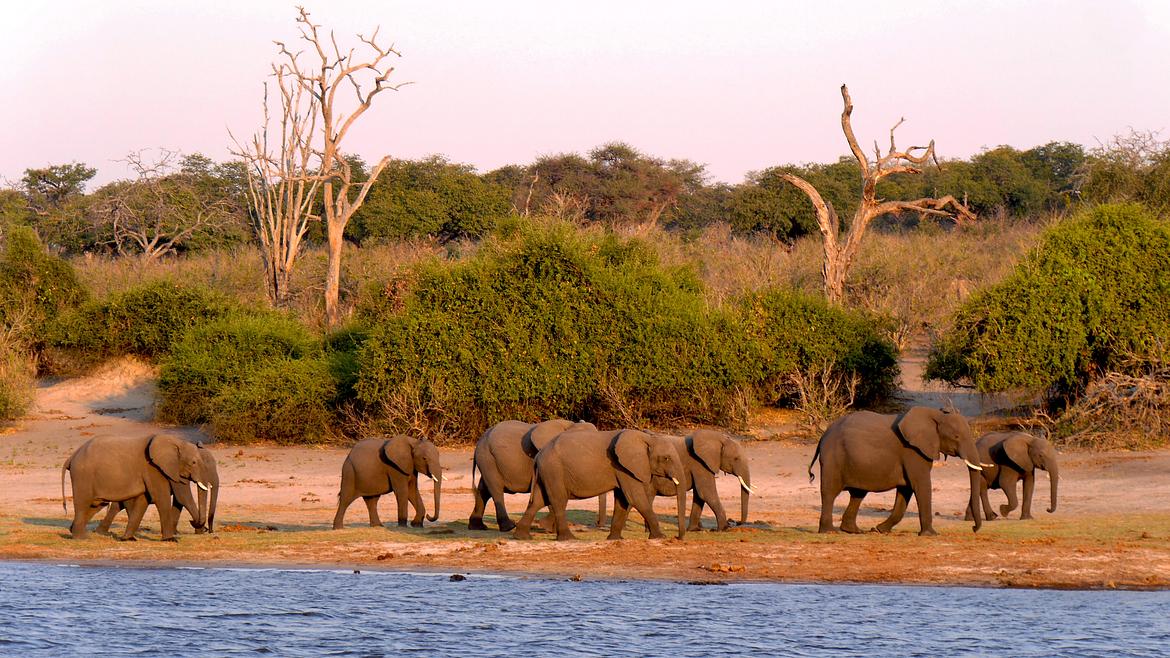 “Botswana elephant massacre” story now proven false