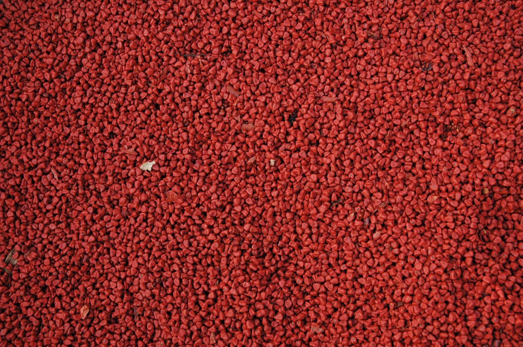 Annatto: from Amazonian body paint to popcorn - Survival International