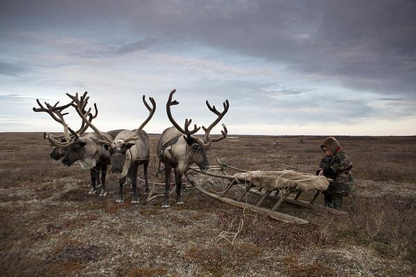 Christmas crisis for Canada’s iconic reindeer herd