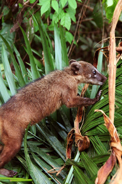 La tribu más amenazada de la Tierra - Survival International