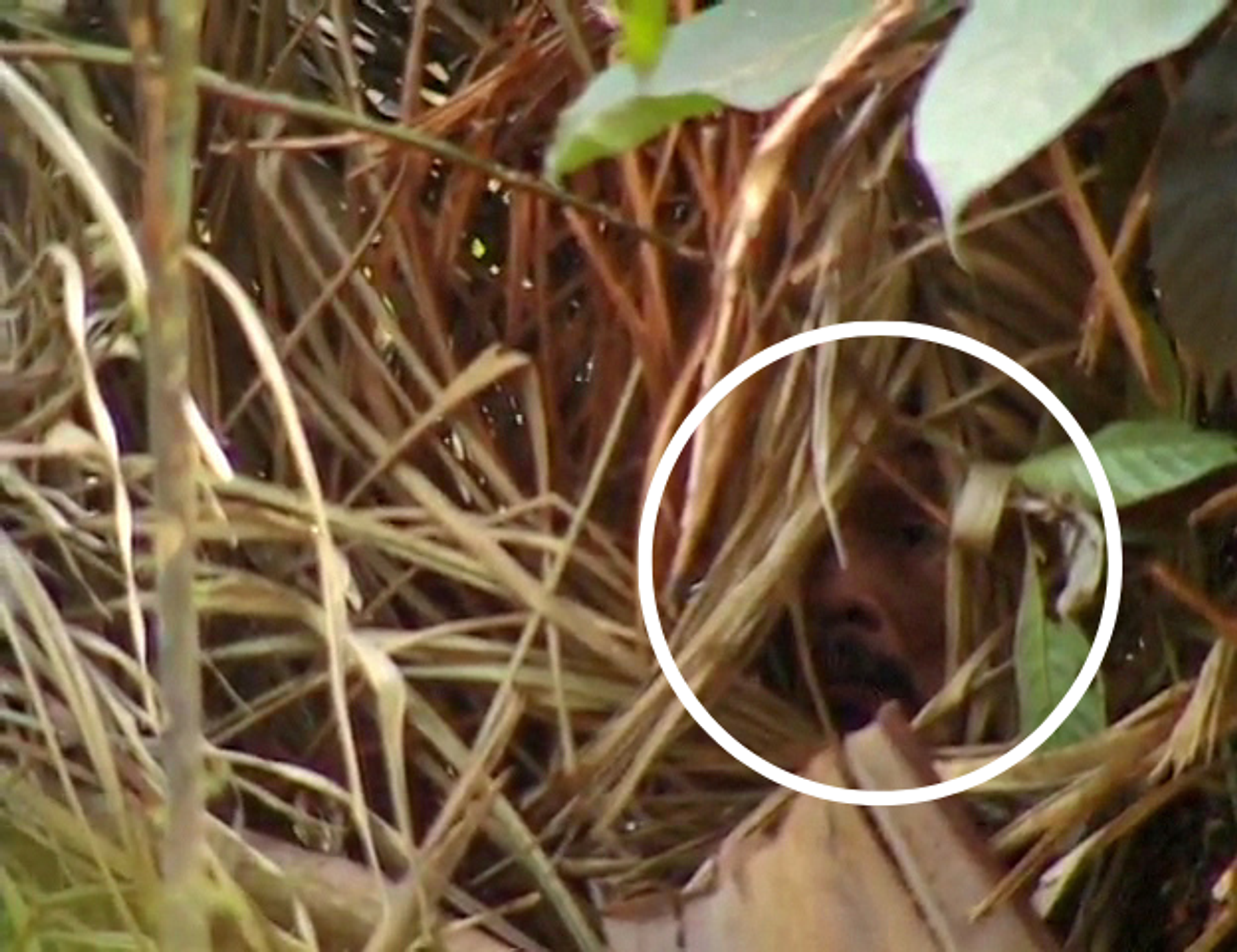 A symbol of Indigenous genocide: “The Man of the Hole” dies in Brazil