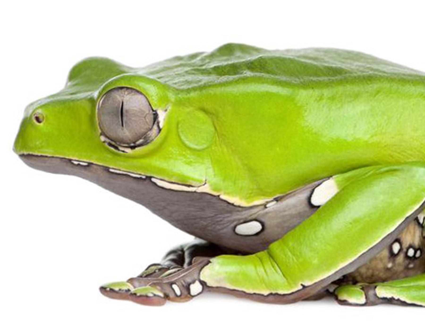 Los matsés