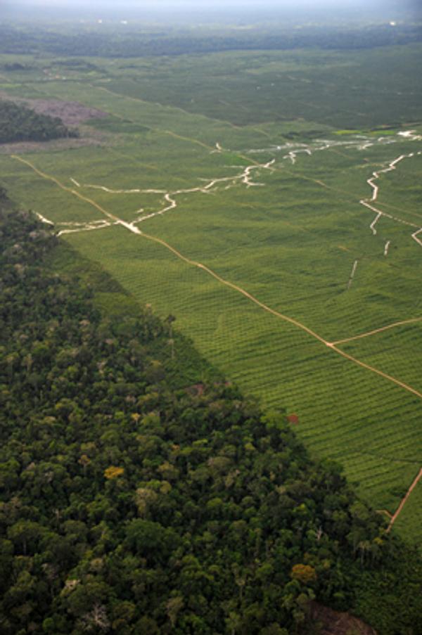 Palm oil expansion threatens Palawan tribe