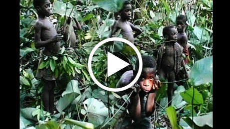 Pygmy as a kinship | "obimi"